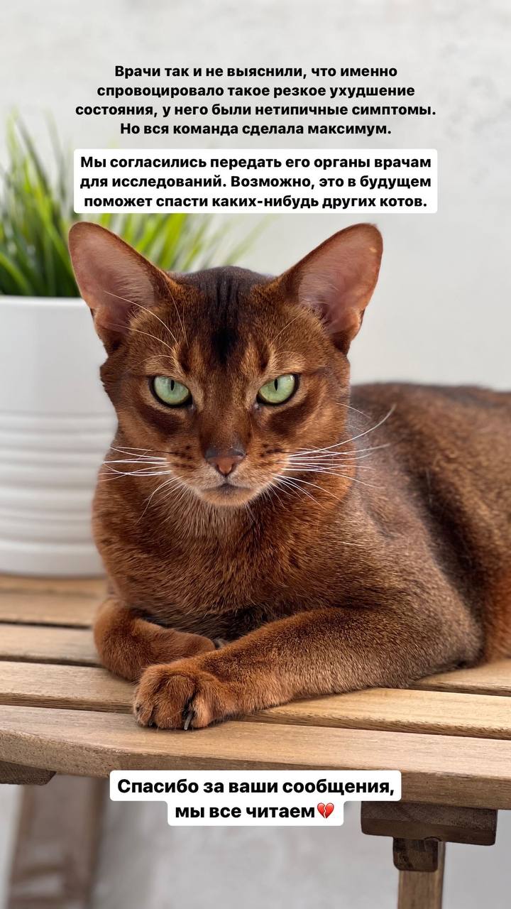 Telegram-канал "Кот Котангенс" — @cotangens_abycat — TGStat